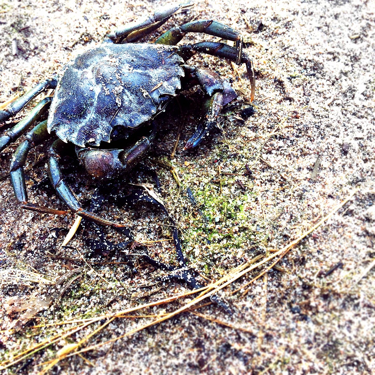 Gerritsen Beach, revisited – e daggar art: THE MUSEUM